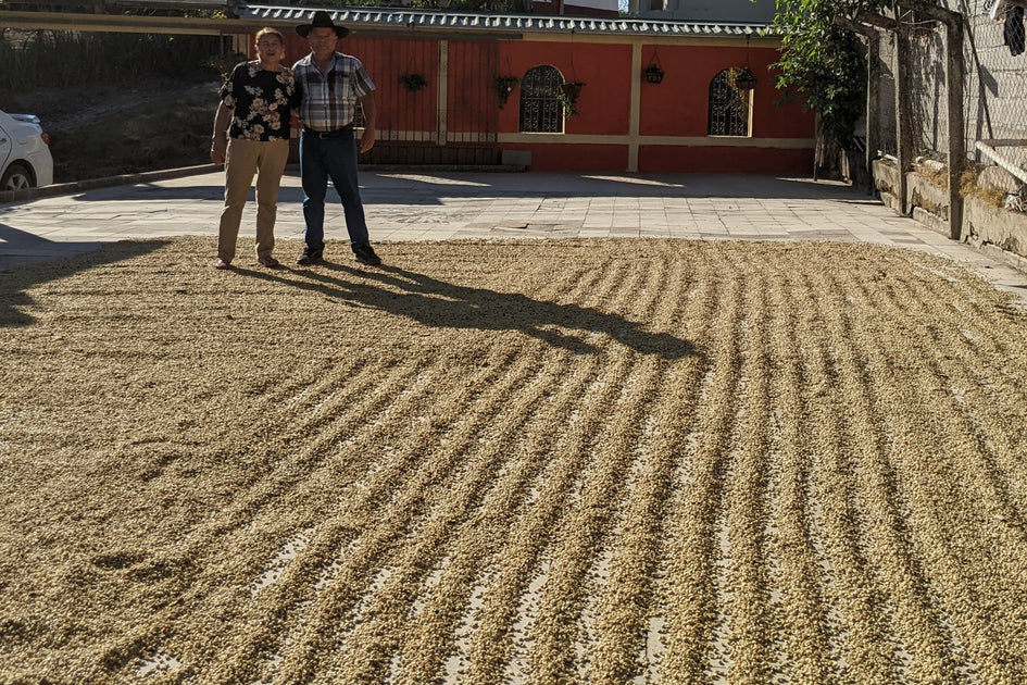 Coffee Problem Solving - August 2024 Coffee News – Velasquez Family Coffee